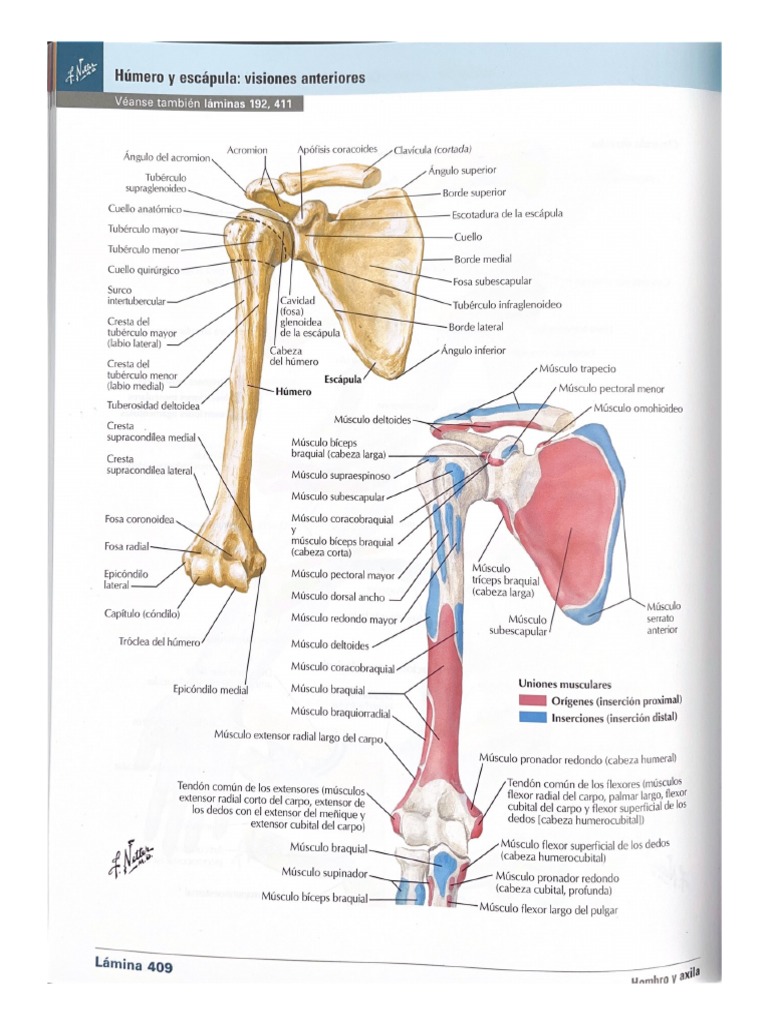 Húmero y Escápula Visiones Anteriores | PDF