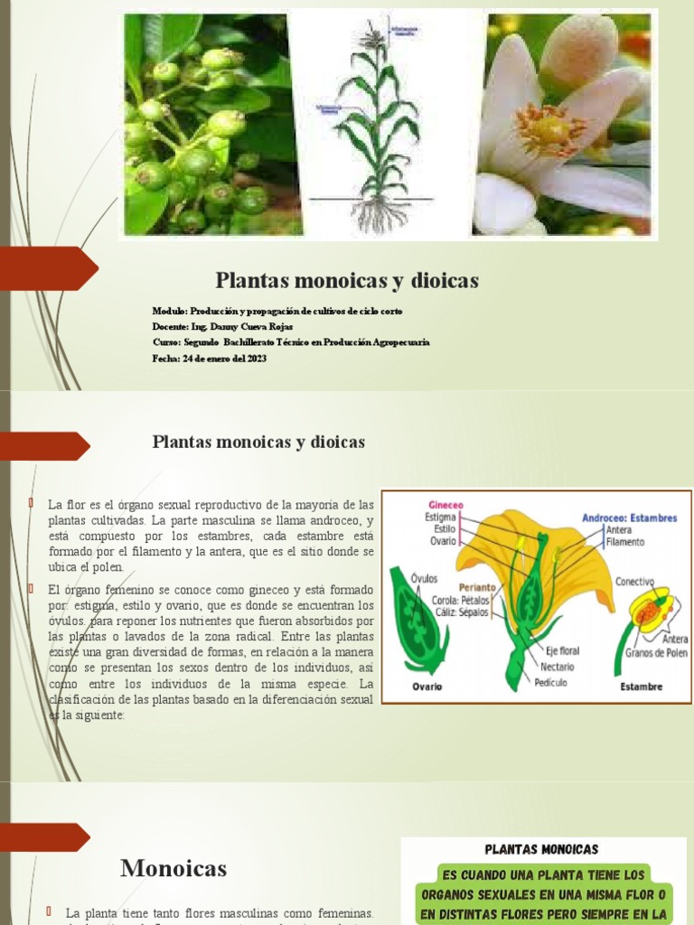Plantas monoicas y dioicas | PDF | Flores | Germinación