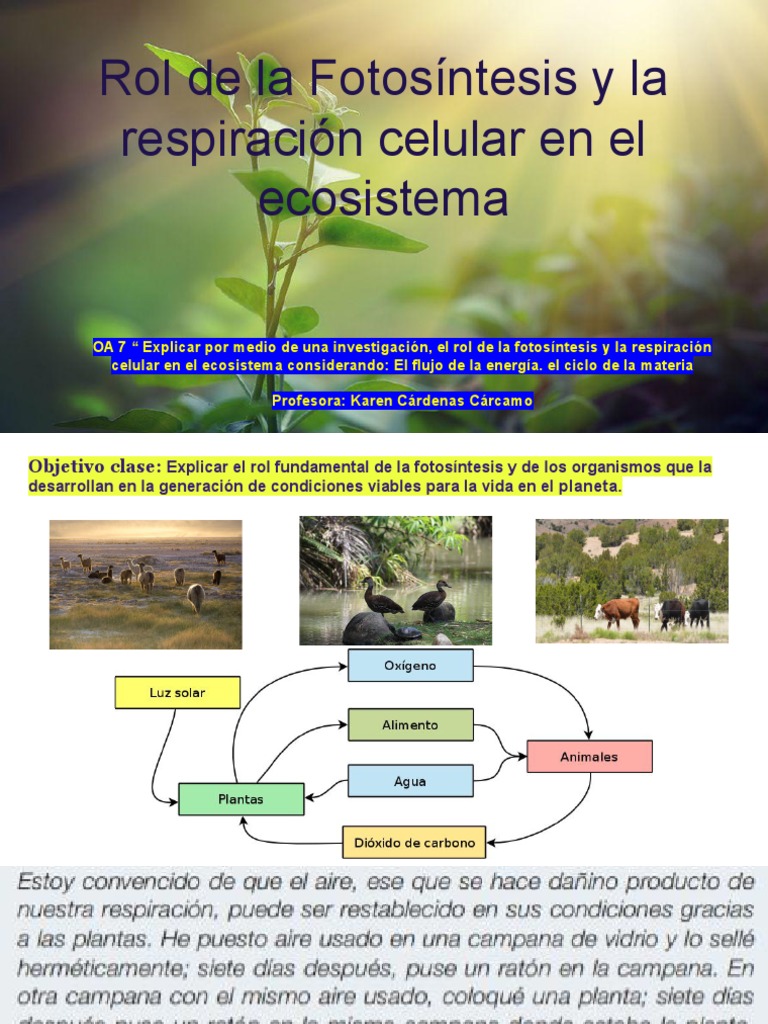 Rol de La Fotosíntesis y La Respiración Celular en El Ecosistema | PDF