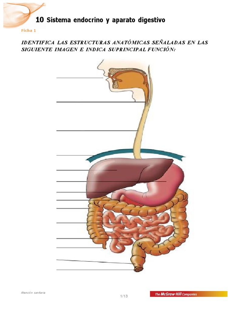 Ud - 10 - Actividades Aparato Digestivo | PDF | Sistema digestivo ...