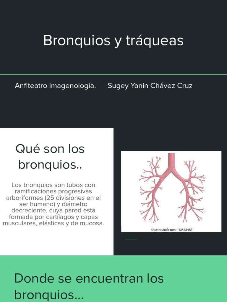 Estructura y función de bronquios y tráquea | PDF | Anatomía ...