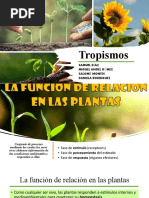 Tropismo: tipos y ejemplos en plantas | PDF | Botánica | Plantas
