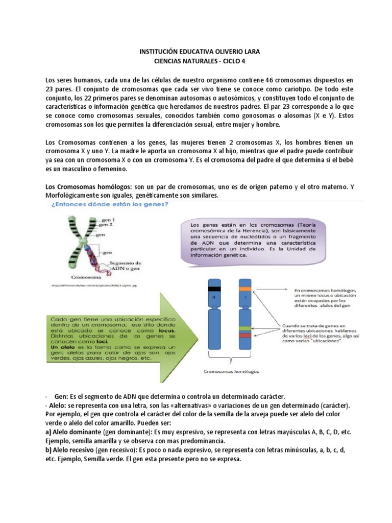 Guia Genetica Mendeliana | PDF | Dominancia (Genética) | Alelo