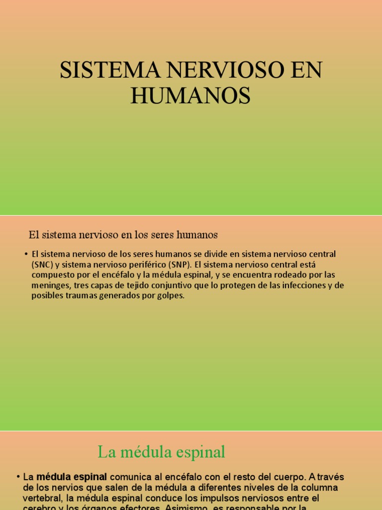 Sistema Nervioso en Humanos | PDF | Médula espinal | Sistema nervioso