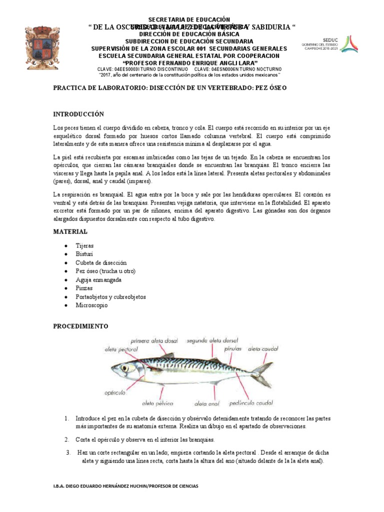 Practica de Laboratorio de Pez | PDF | Pescado | Vertebrados