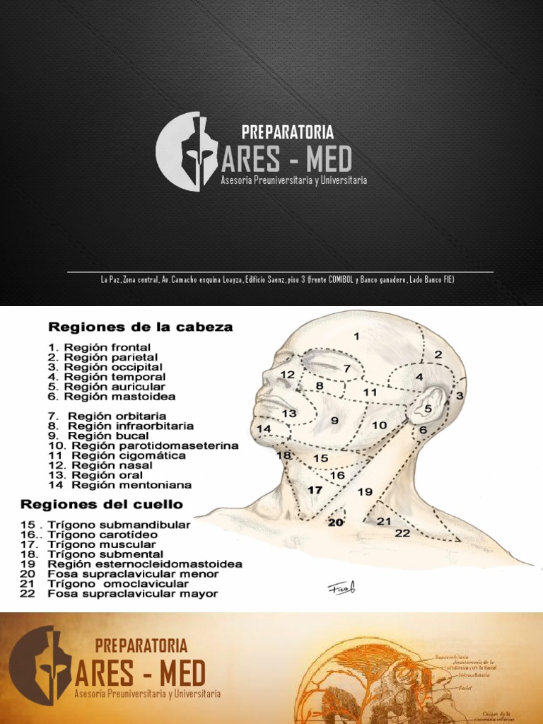 Anatomía - Region Temporal | PDF | Anatomía humana | Cabeza y cuello ...