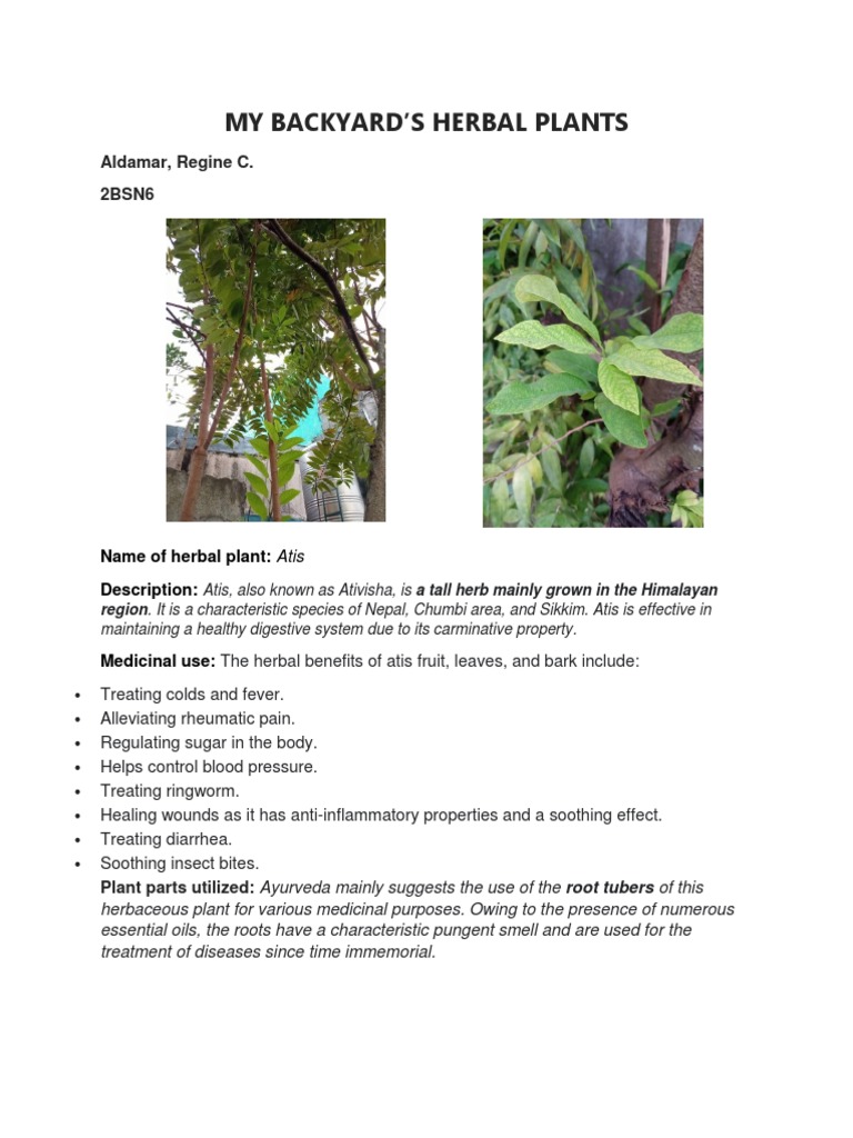 My Backyard's Herbal Plants | PDF | Banana | Mango
