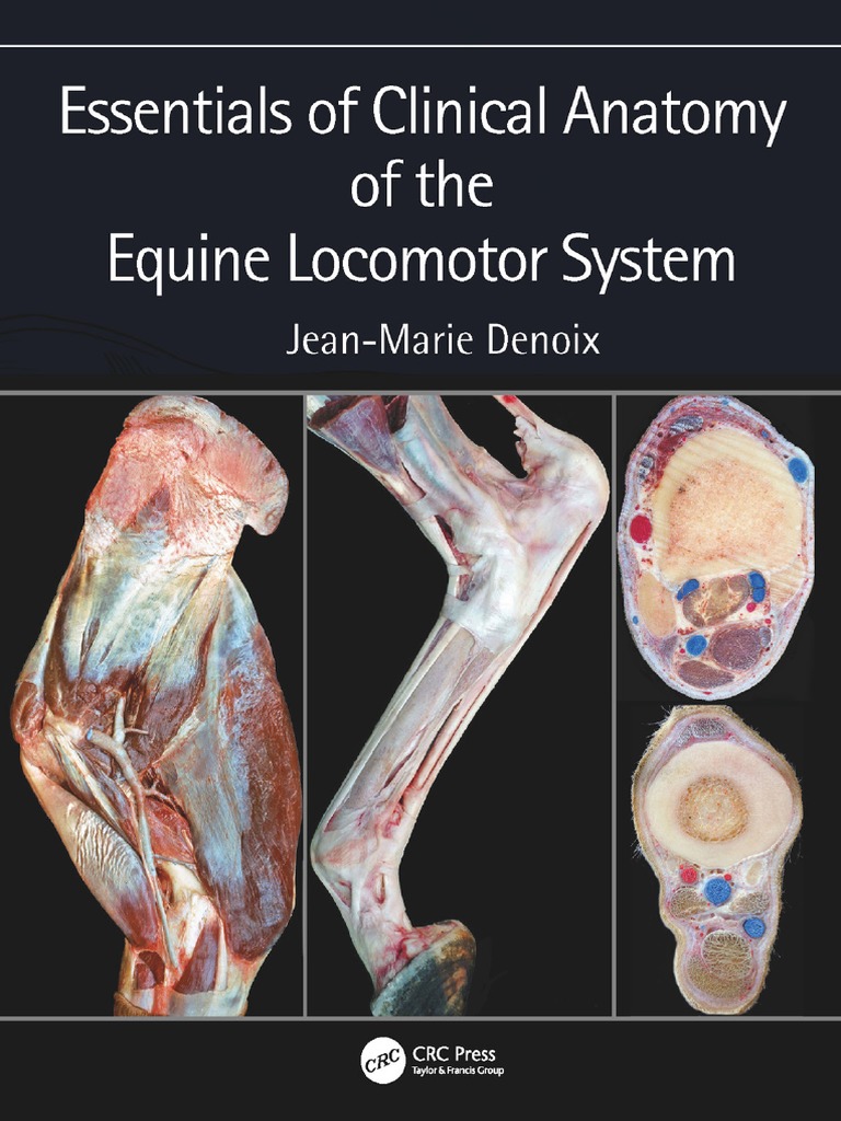 Essentials of Clinical Anatomy of The Equine Locomotor System | PDF ...