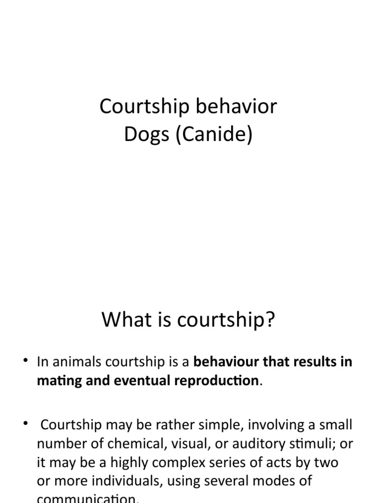 Dog Courtship Behavior Explained | PDF