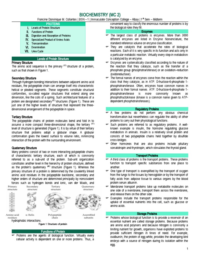 MC 2 Notes (Midterm) | PDF | Proteins | Biosynthesis