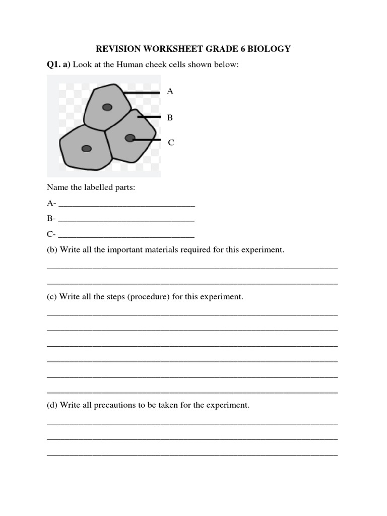 Grade 6 Biology Revision Worksheet | PDF | Cell (Biology) | Microscope