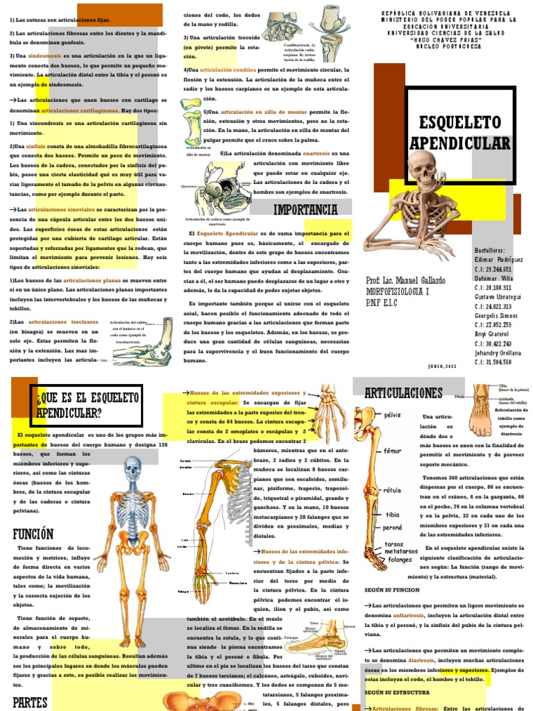 Esqueleto Apendicular | PDF | Articulación | Pelvis
