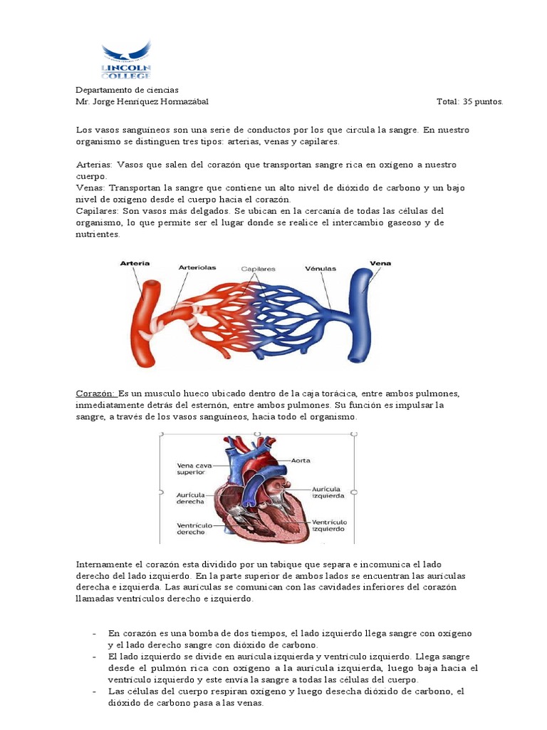 Sistema Circulatorio Tarea N°2 | PDF | Sangre | Sistema circulatorio