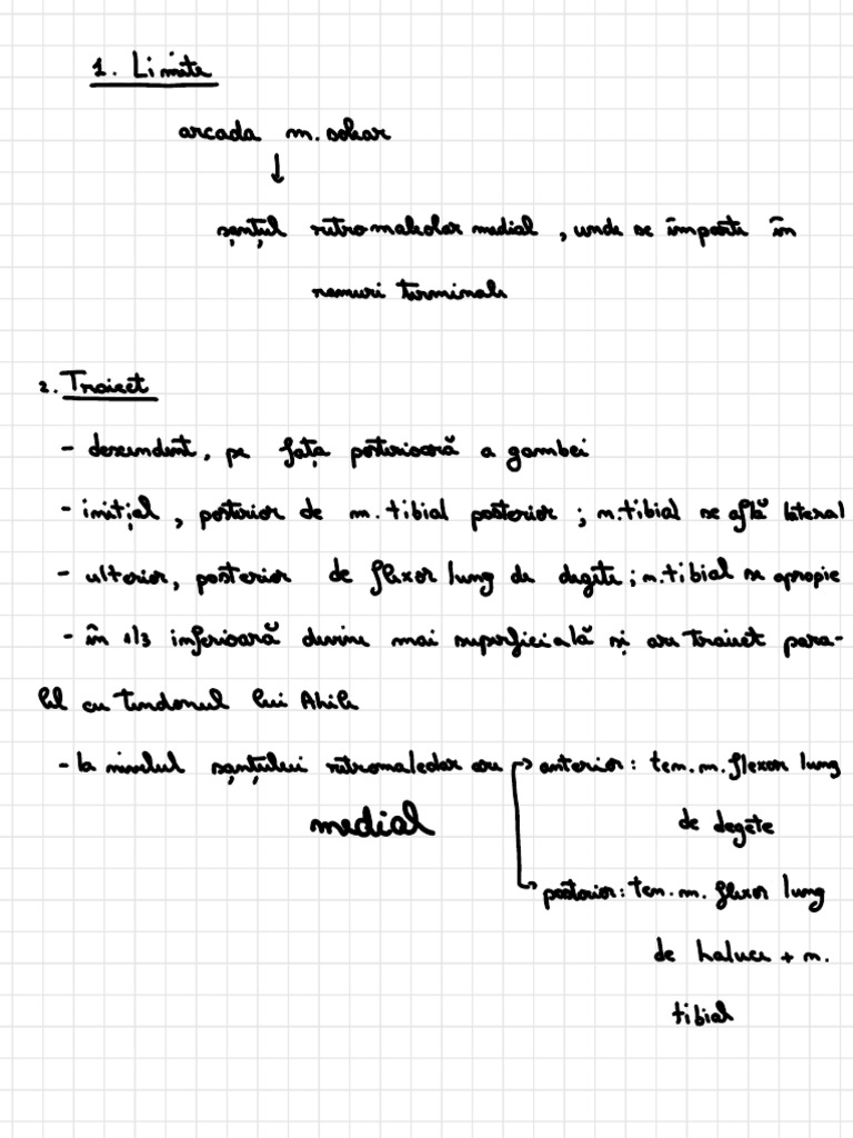 Artera Tibială Posterioară | PDF | Human Anatomy | Limbs (Anatomy)