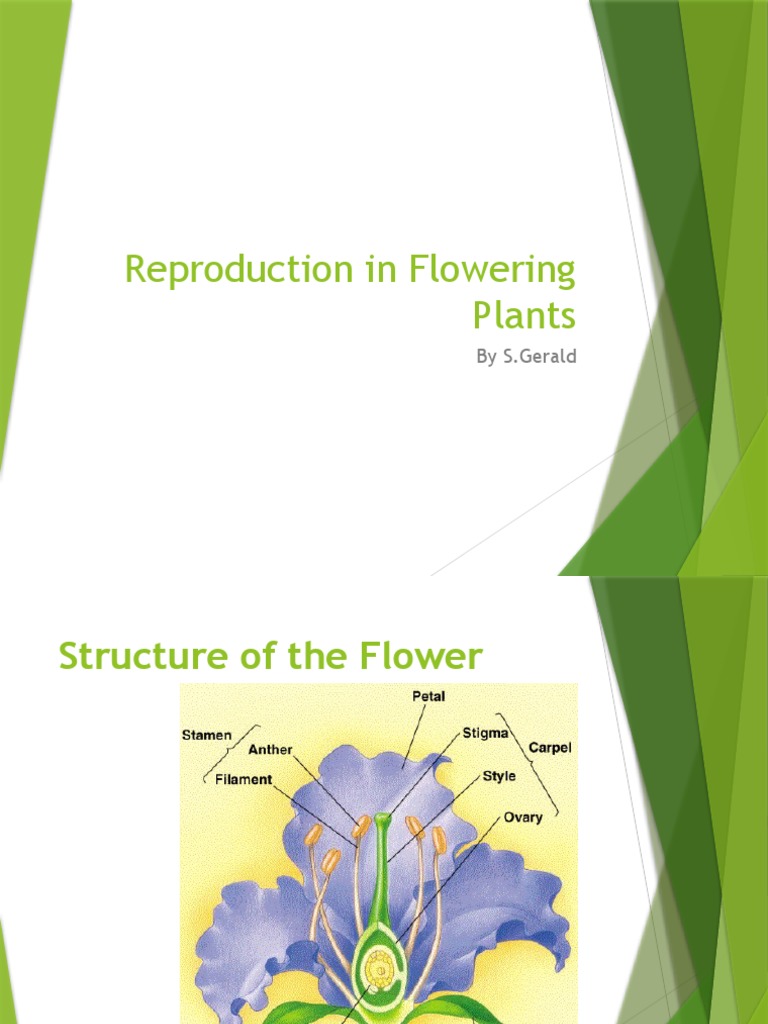 Sexual Reproduction in Flowering Plants | PDF