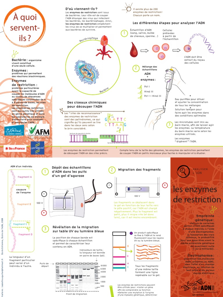 8-Enzymes de Restriction | PDF | ADN | Enzyme de restriction