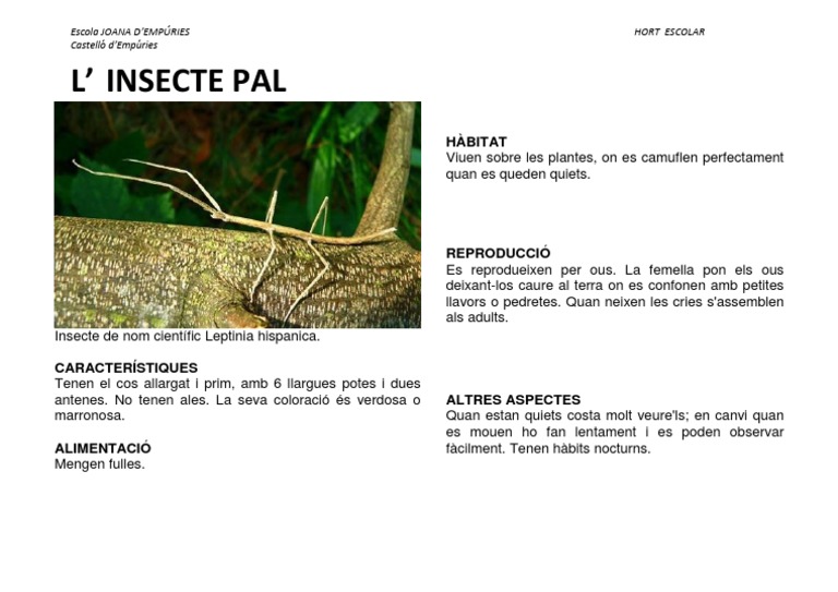19 L'insecte Pal 11 - 12 | PDF
