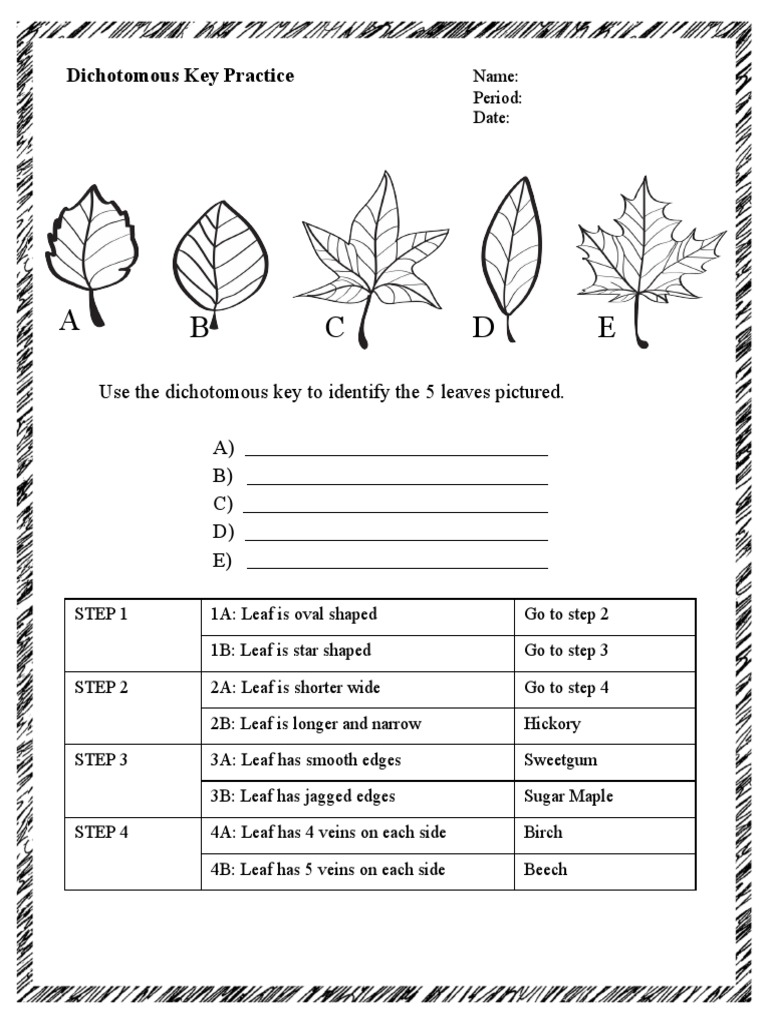 Dichotomous Key Practice Worksheets | PDF | Foreign Language Studies