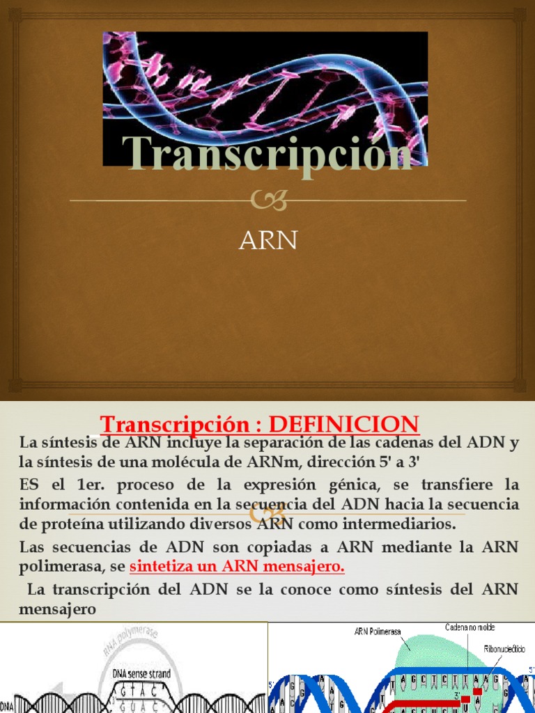 TRANSCRIPCION | PDF | Rna | Adn