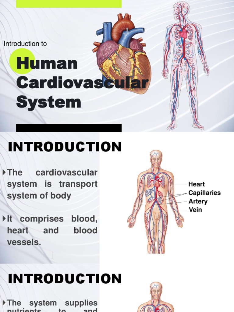 Human Cardiovascular System: Introduction To | PDF | Artery | Vein