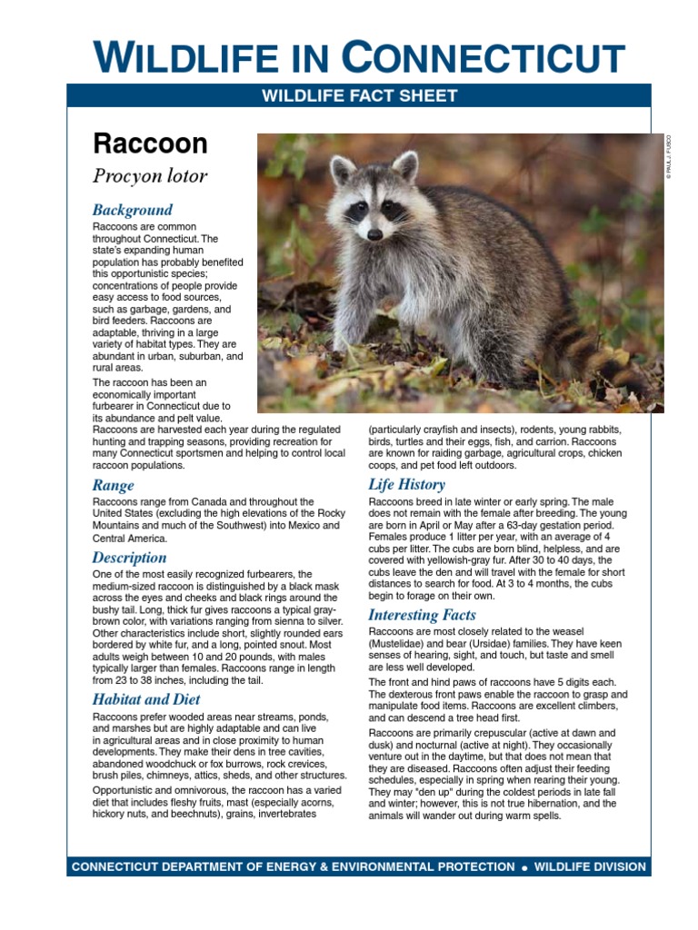 Raccoon Fact Sheet | PDF | Raccoon | Rabies