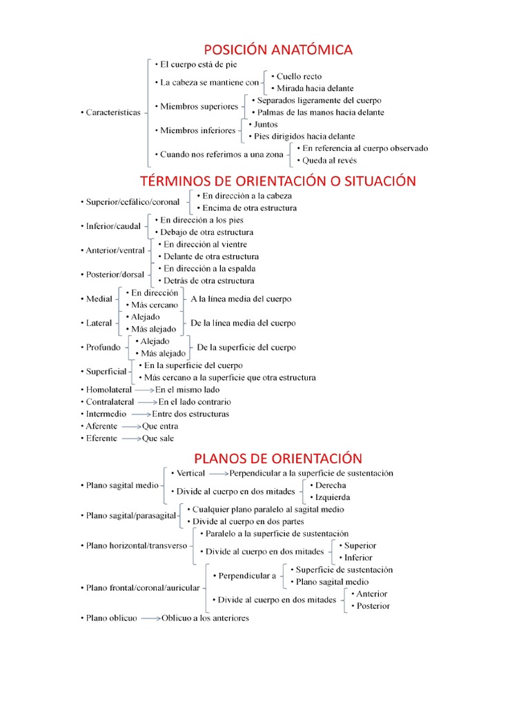 Posición Anatómica, Términos de Orientación y Planos Anatómicos | PDF