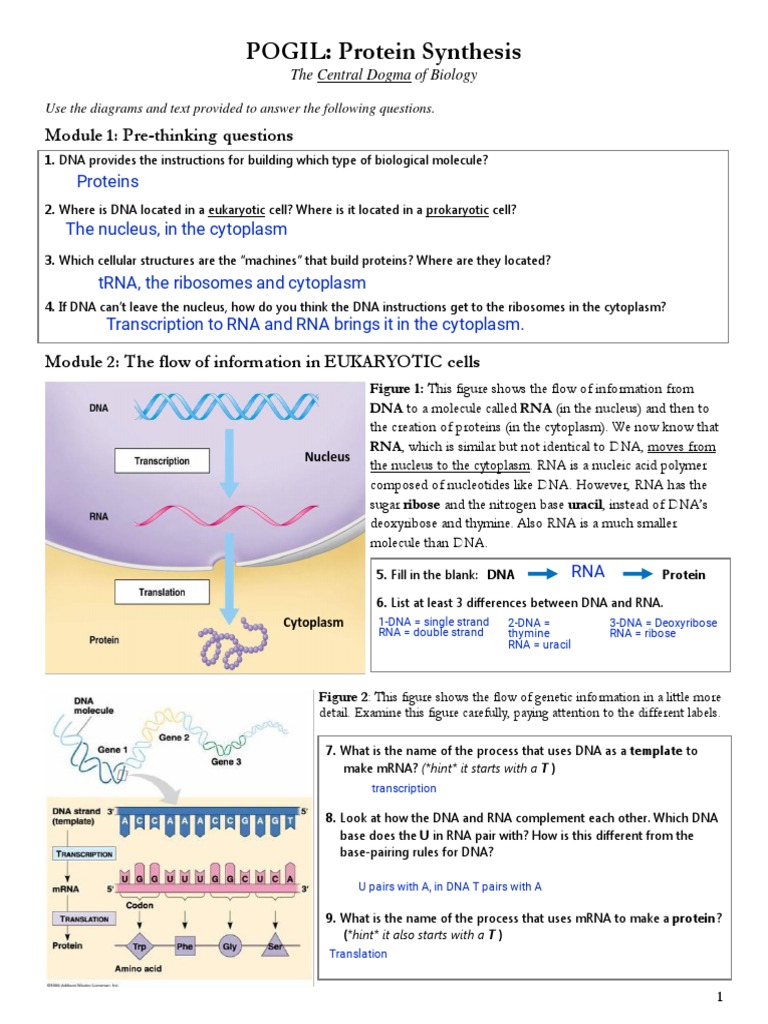 Pogil - Protein Synthesis | PDF | Rna | Translation (Biology)
