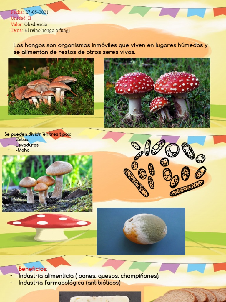 Reino Hongo o Fungi | PDF