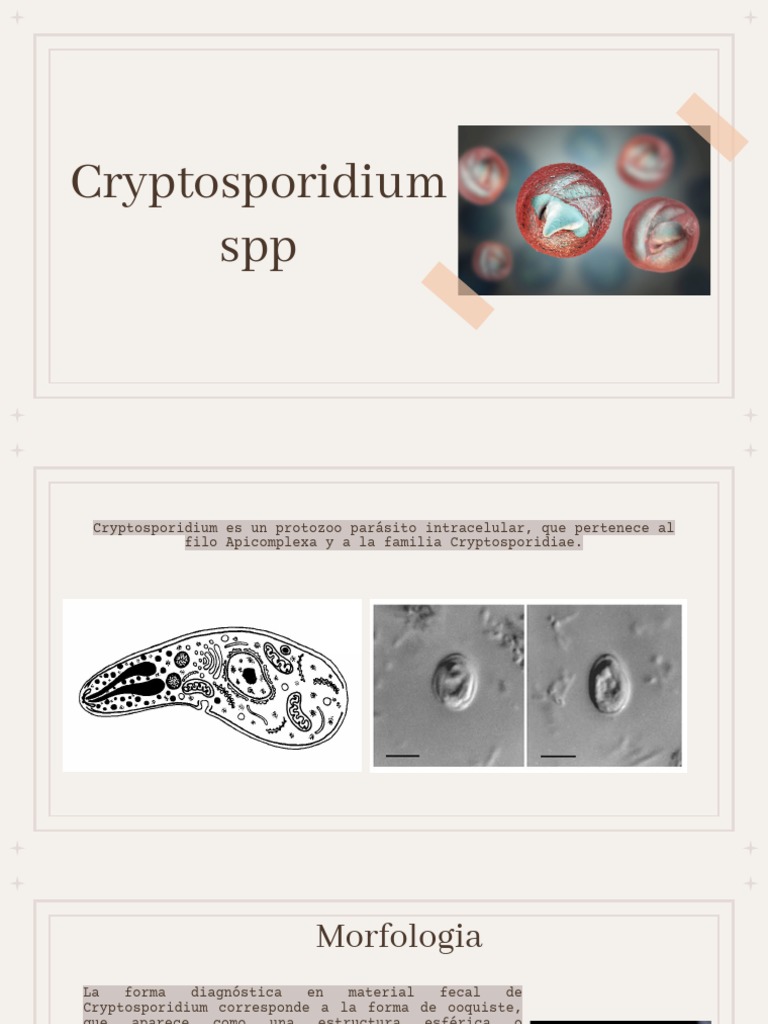 Cryptosporidium SPP 2 | PDF | Medicina | Causas de la muerte