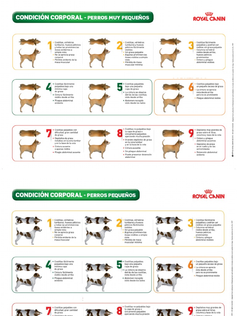 TABLAS-CONDICION-CORPORAL-perro | PDF