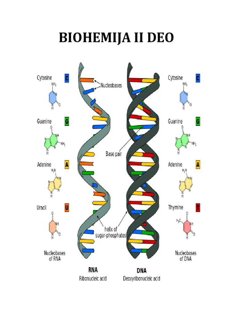 Biohemija | PDF