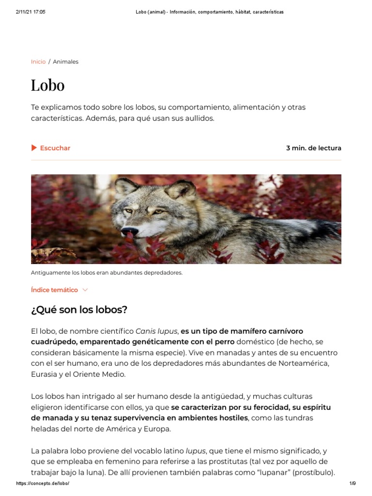Lobo (Animal) - Información, Comportamiento, Hábitat, Características ...