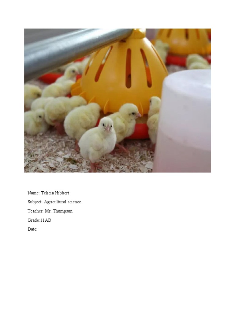 Agri SBA Telicia | PDF | Poultry | Broiler
