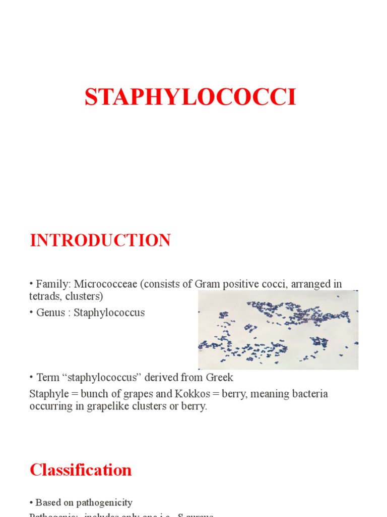 STAPHYLOCOCCI | Download Free PDF | Staphylococcus | Medical Specialties