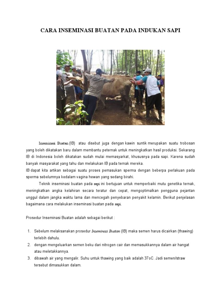 Cara Inseminasi Buatan Pada Indukan Sapi | PDF | Sains & Matematika
