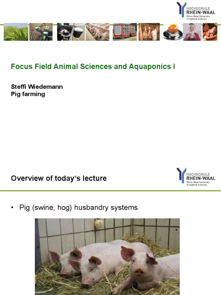 Lecture Swine Husbandry | PDF | Pig | Animals And Humans Lecture Swine Husbandry | PDF | Pig | Animals And Humans