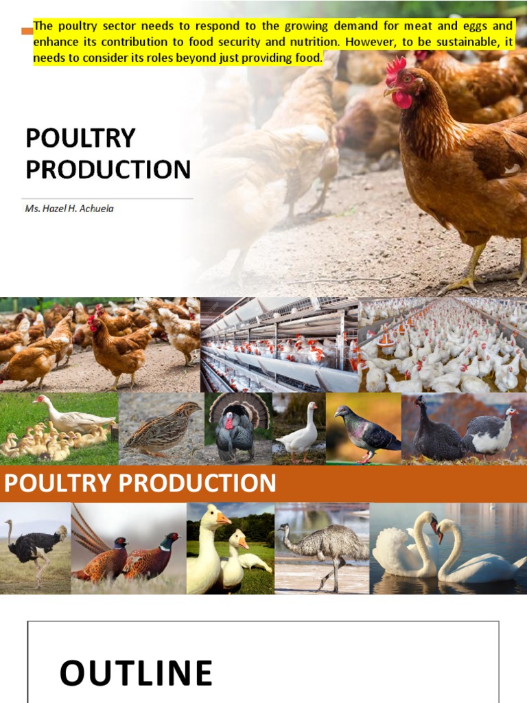 Types of Poultry Production Systems | PDF | Poultry | Chicken