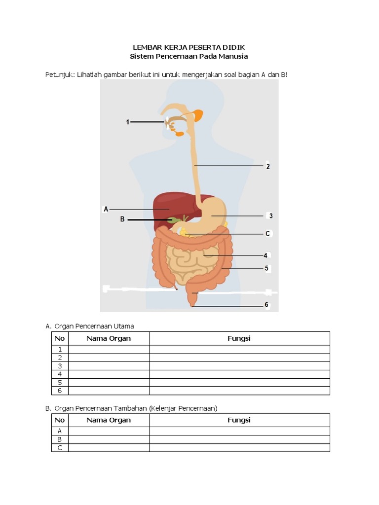LKPD Pencernaan | PDF | Kesehatan Holistik