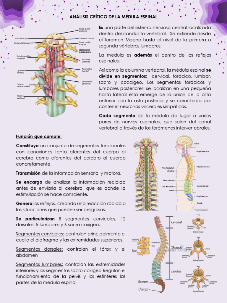 Anatomía y Funciones de la Médula Espinal | PDF | Médula espinal | Anatomía