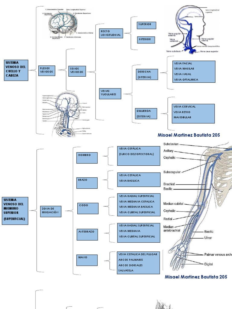 Sistema Venoso, Cabeza, Miembro Superior e Inferior Completo | PDF ...