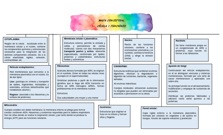 Mapa Conceptual Célula | PDF | Biología Celular) | Nucleo celular