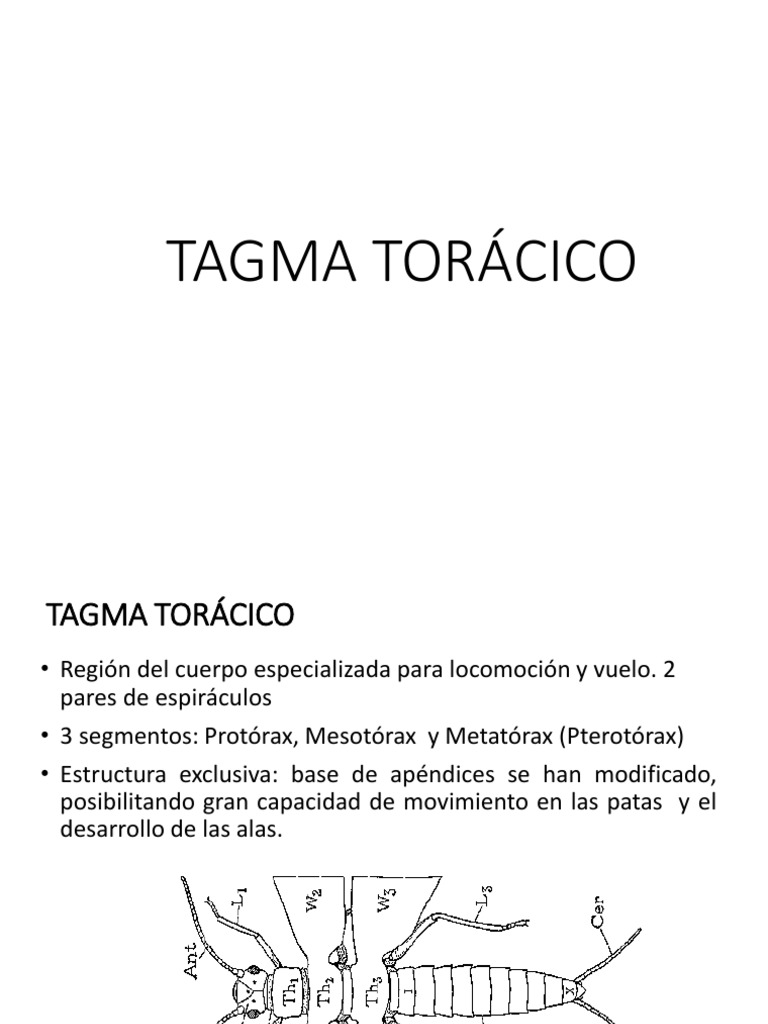 Estructura del Tagma Torácico en Artrópodos | PDF | Artrópodos | Insectos