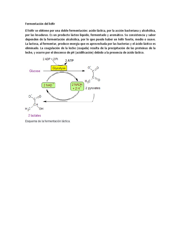 Fermentacion Lactica | PDF
