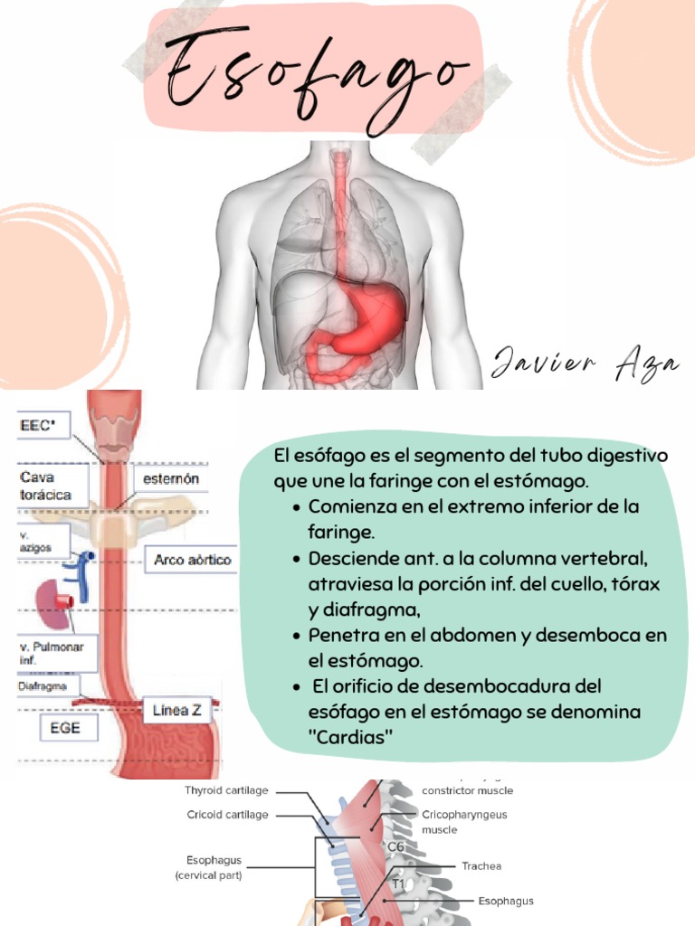 resumen | PDF | Abdomen | Esófago