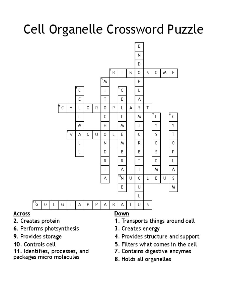 Cell Organelle Crossword Puzzle Answers | PDF | Cell (Biology) | Proteins