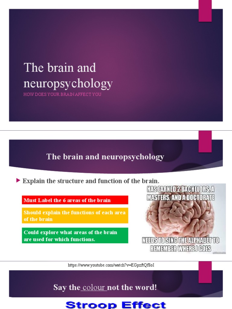 The Structure and Function of The Brain | PDF | Cerebral Cortex ...