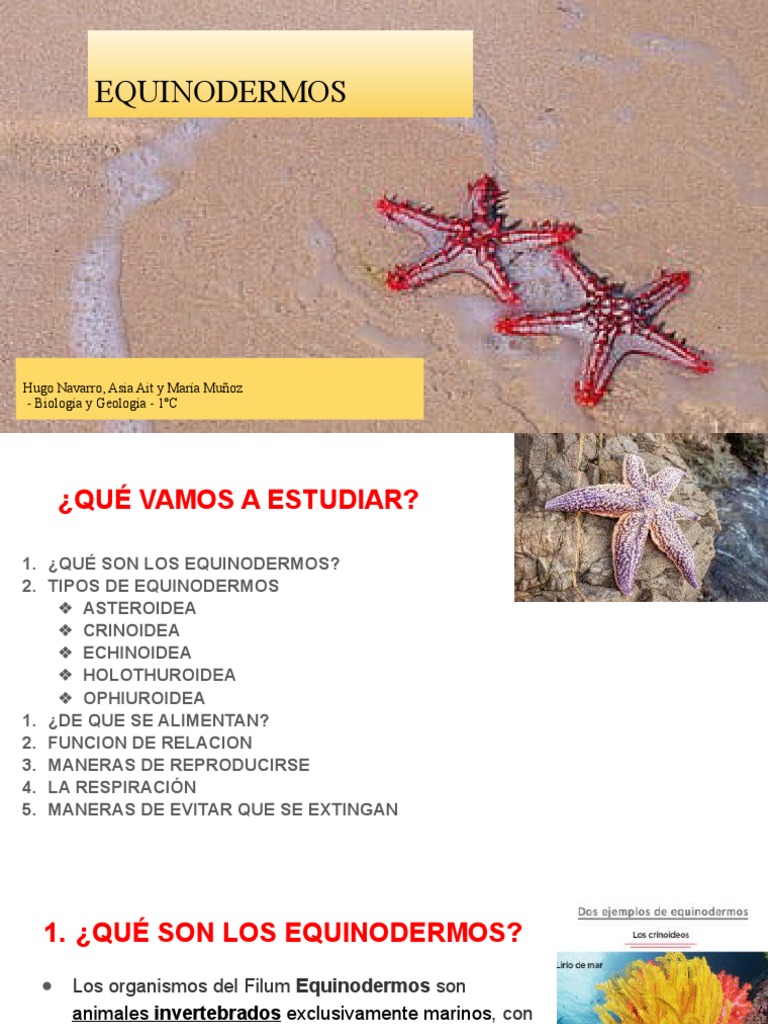Introducción a los Equinodermos | PDF | Organismos | Eucariotas