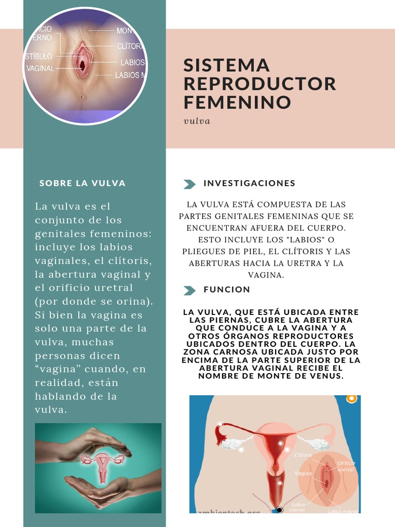 Sistema Reproductor Femenino Infografia | PDF Sistema Reproductor Femenino Infografia | PDF