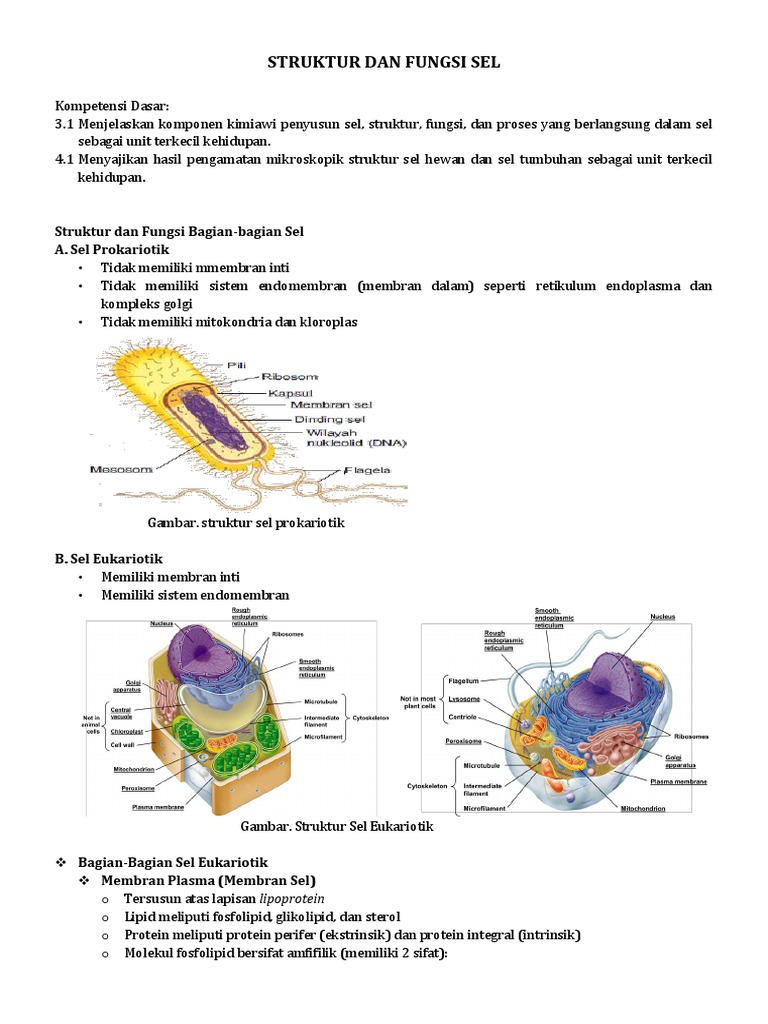 Bahan Ajar - Struktur Dan Fungsi Sel | PDF