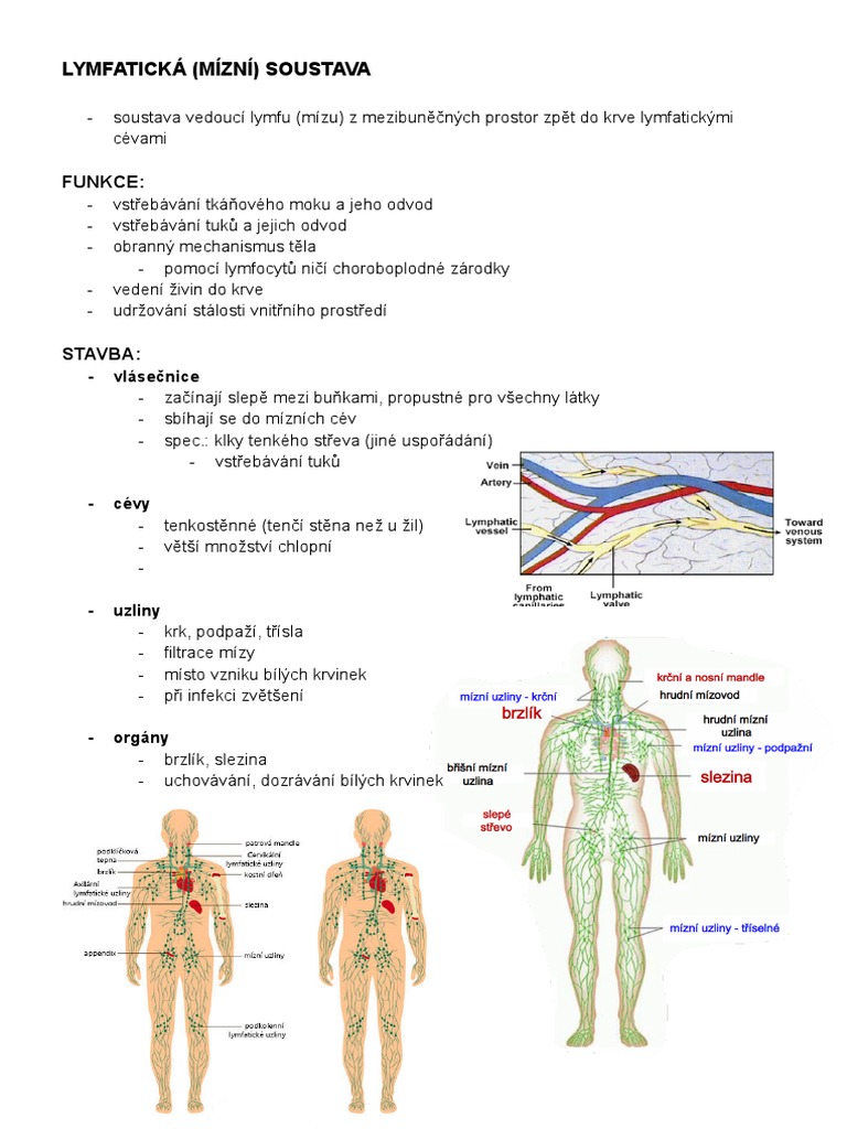 Lymfatická (Mízní) Soustava | PDF